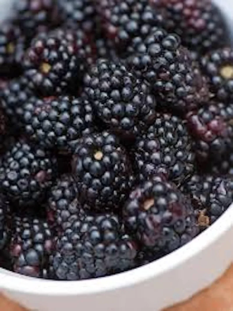 Triple Crown Thornless Blackberry Plant - Fruit Bush Bare Root