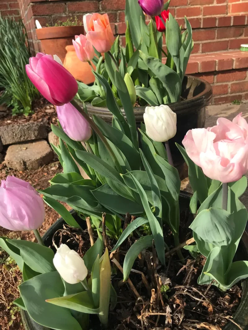 Easter Joy Mix Triumph Tulip Bulbs - Approx. 450 Bulbs