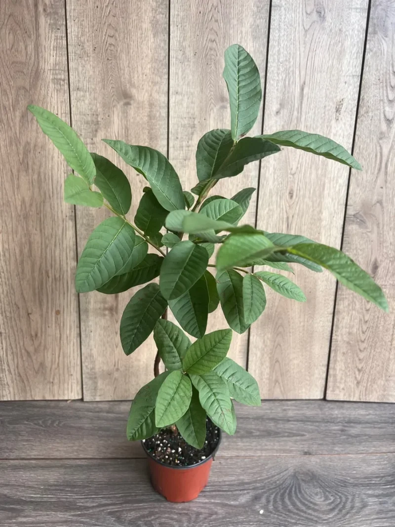 Tropical Pink Guava Tree - Live Psidium Guajava Plant