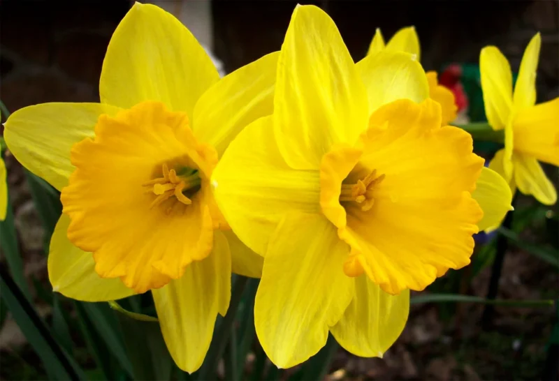 Tulip Daffodil Bulbs Mix - Vibrant Spring Flower Garden