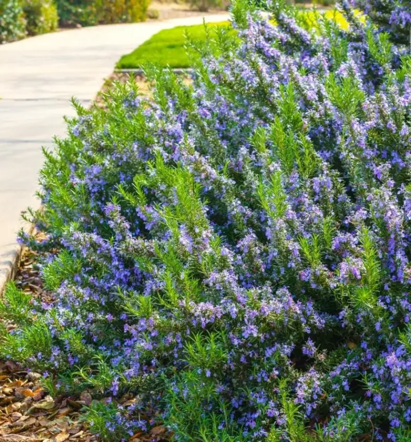 Tuscan Blue Rosemary Starter Plants - Fragrant Herb & Shrub