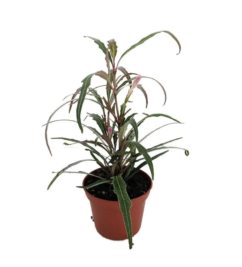 Twilight Orchid Plant - Pseuderanthemum sinuatum - 2.5" Pot