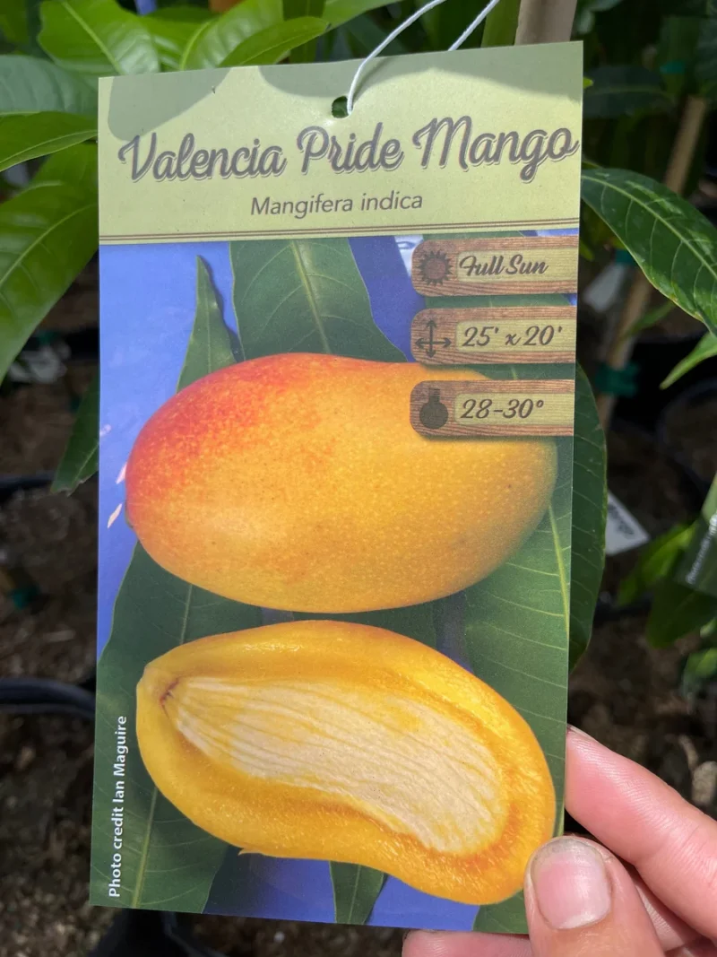 Valencia Pride Mango Tree - Grafted, 3 Gallon, 2-3 ft Tall