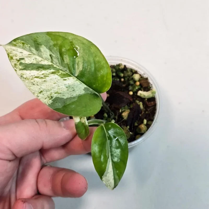 Variegated Epipremnum Pinnatum Albo Live Plant - Rare Aroid