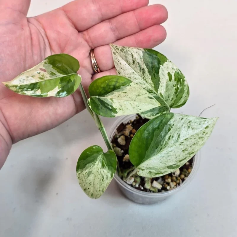 Variegated Epipremnum Pinnatum Albo Live Plant - Rare Aroid