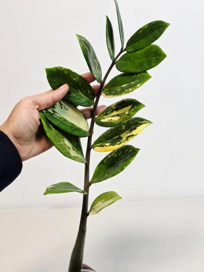 Variegated ZZ Gold Plant - Rare Zamioculcas Zamiifolia