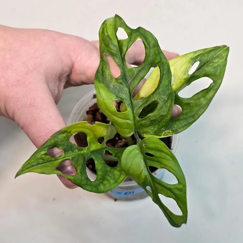 Variegated Monstera Adansonii Albo Live Plant - Rare Swiss Cheese