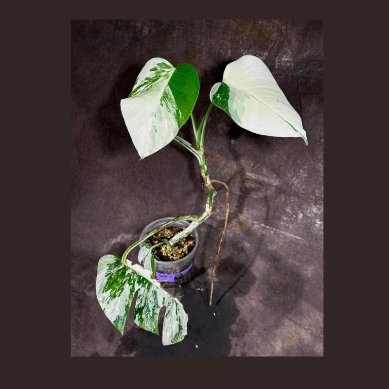 Variegated Monstera Albo Plant - Rare Indoor Houseplant