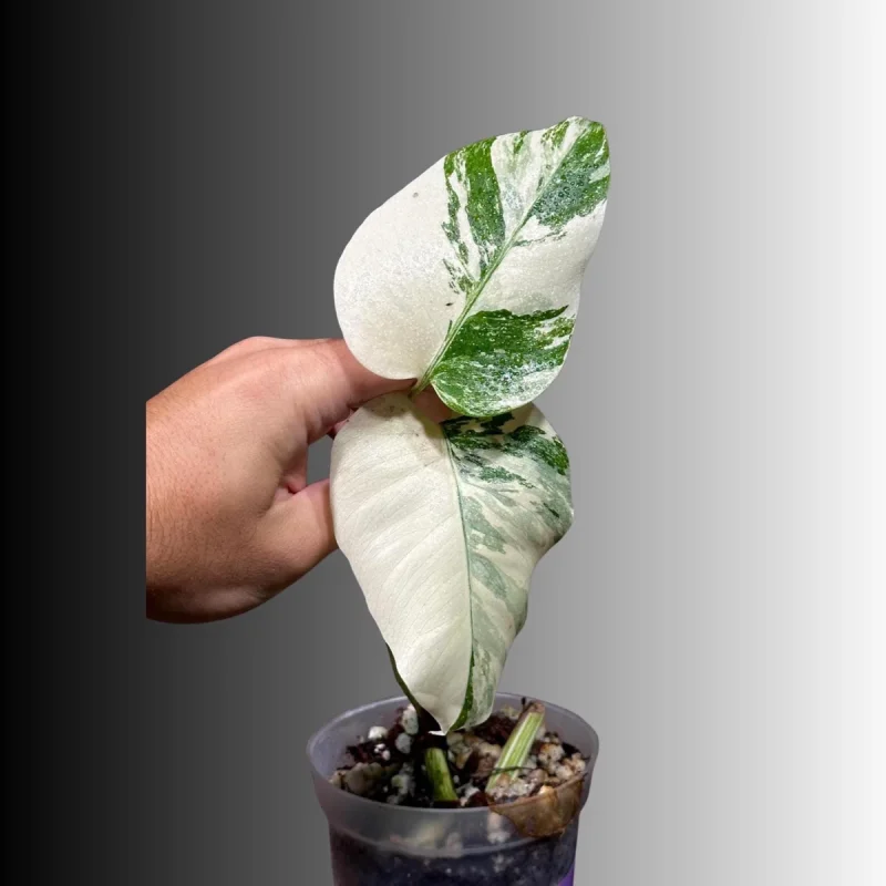 Variegated Monstera Albo Plant - Rare Indoor Houseplant
