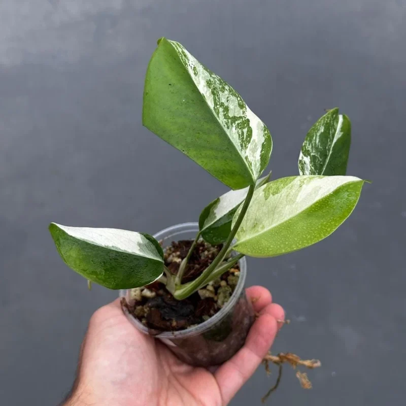 Variegated Monstera Albo Plant - Rare Indoor Houseplant