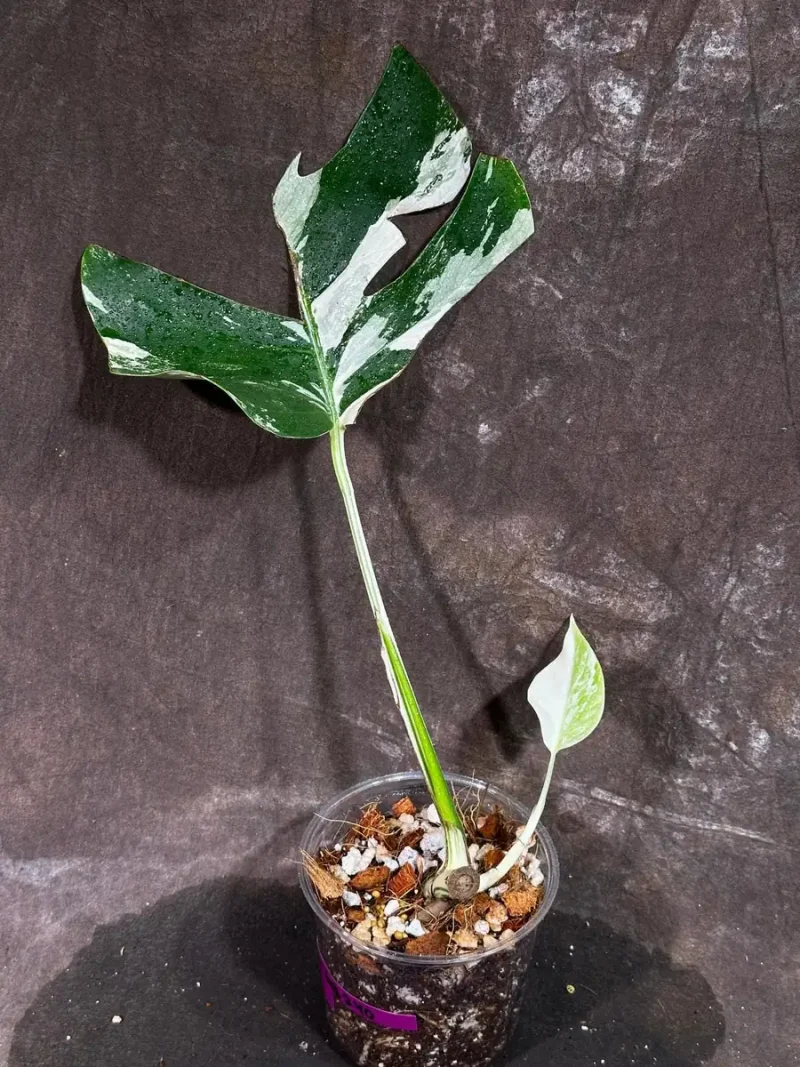 Variegated Monstera Albo Plant - Rare Indoor Houseplant