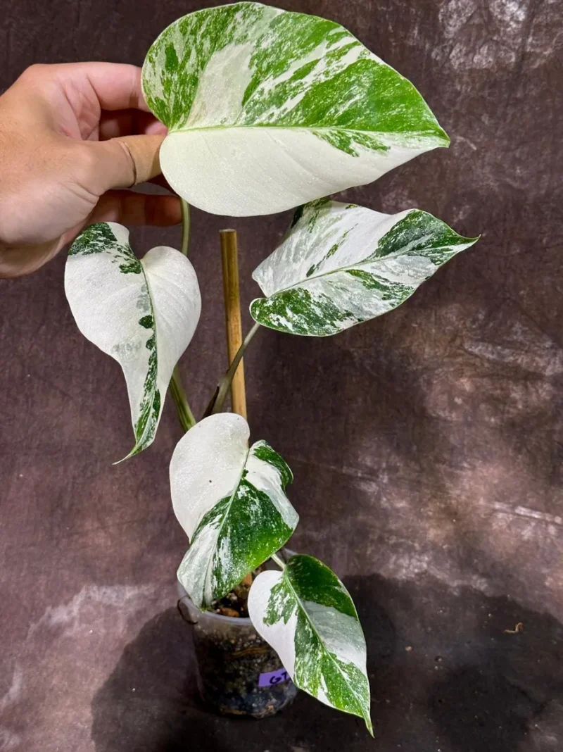 Variegated Monstera Albo Live Plant - Rare Indoor Houseplant