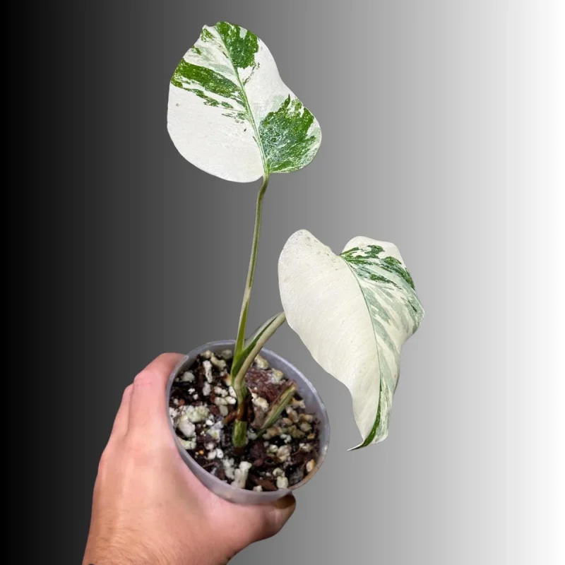 Variegated Monstera Albo Plant - Rare Indoor Houseplant