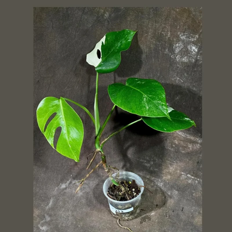 Variegated Monstera Albo Live Plant - Rare Indoor Houseplant