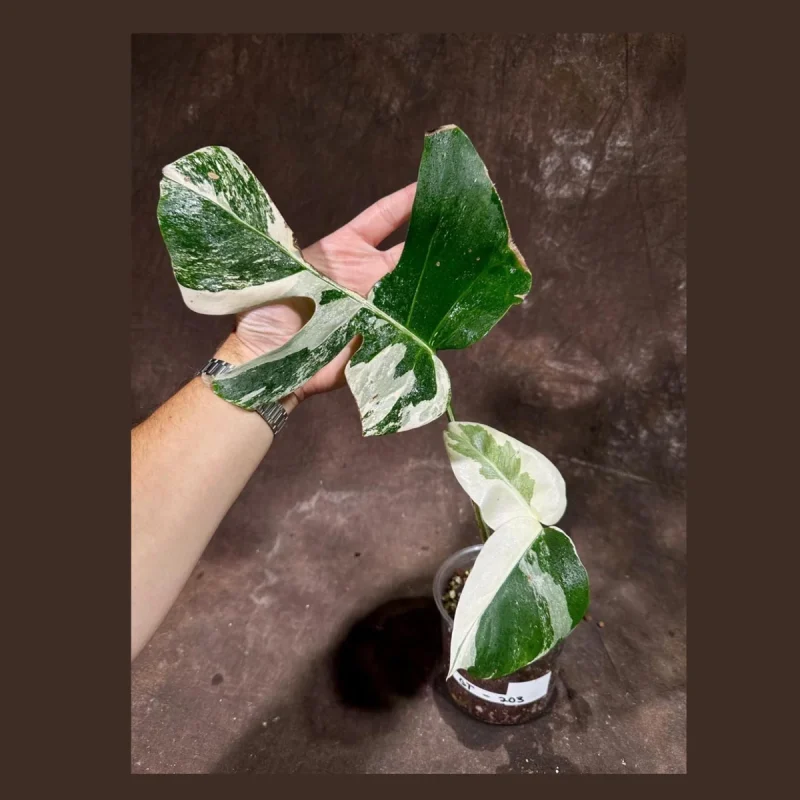 Variegated Monstera Albo Plant - Rare Indoor Houseplant