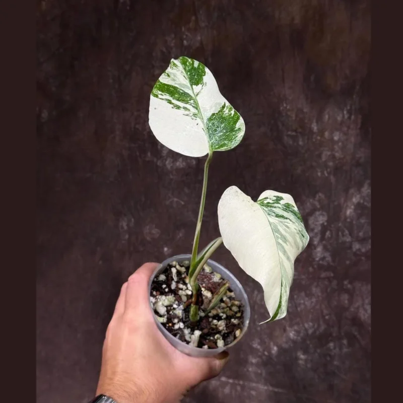 Variegated Monstera Albo Plant - Rare Indoor Houseplant