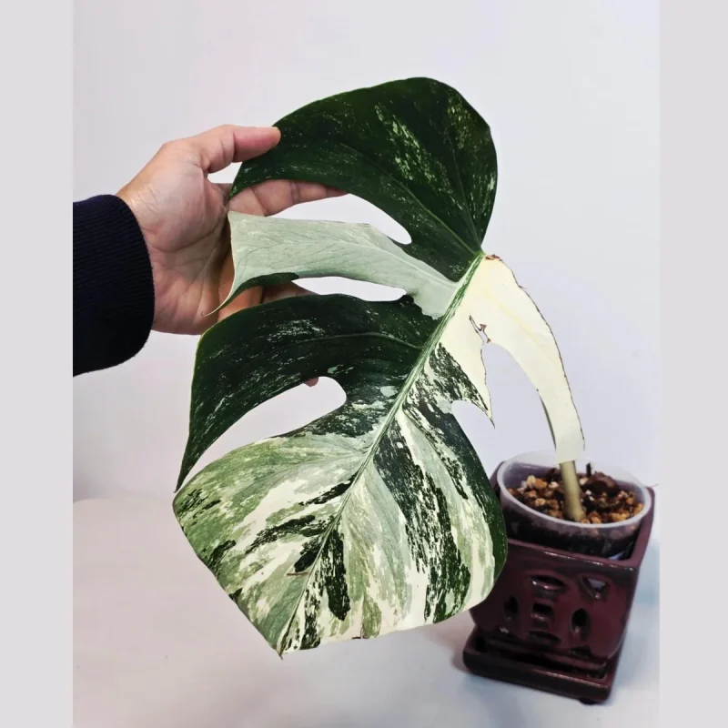 Variegated Monstera Albo Plant - Rare Indoor White Monstera
