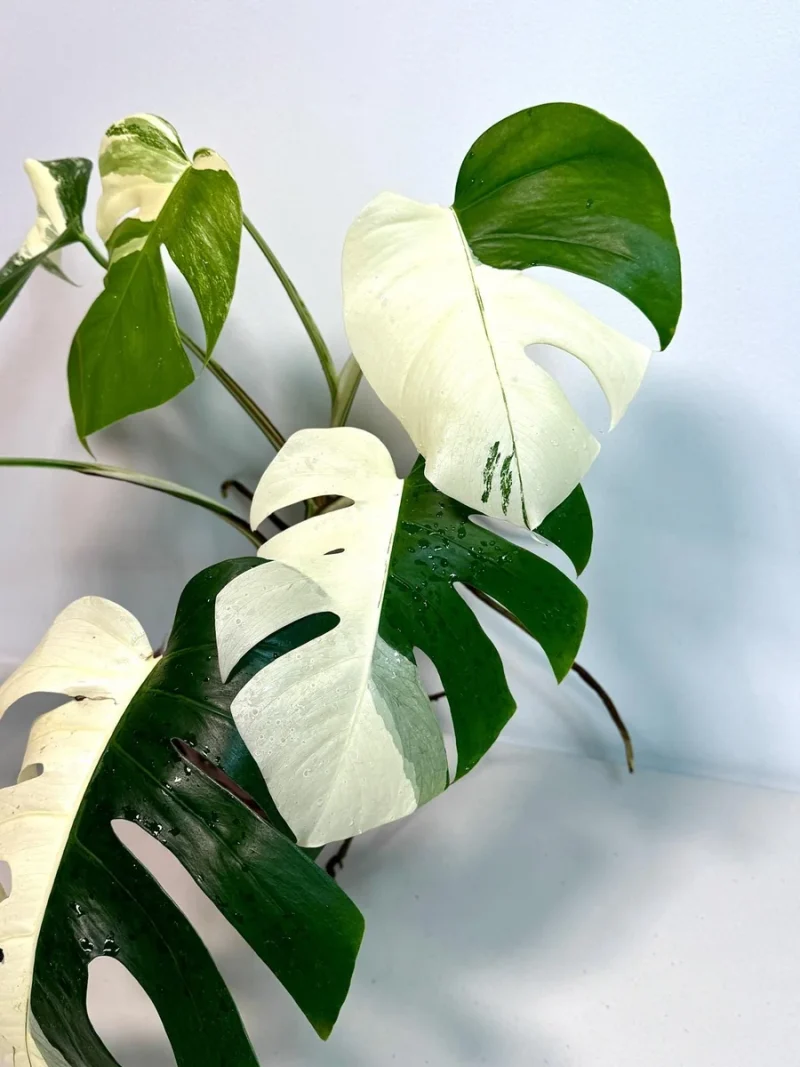 Variegated Monstera Albo Live Plant - Rare Indoor Houseplant