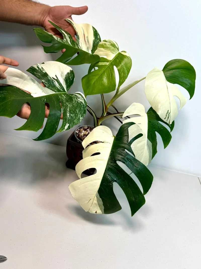 Variegated Monstera Albo Live Plant - Rare Indoor Houseplant