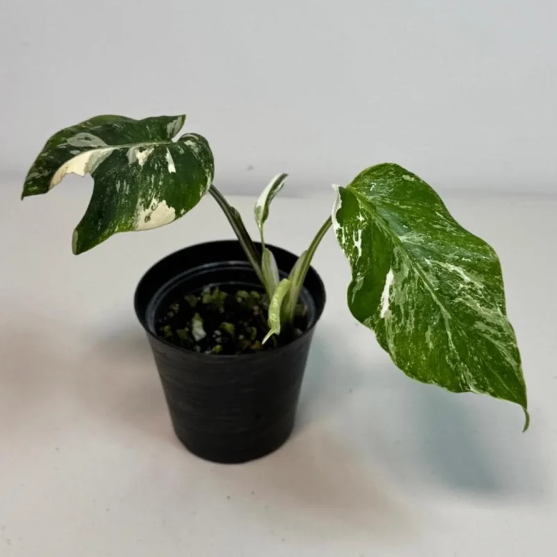 Variegated Monstera Albo Plant - Rare Indoor Houseplant