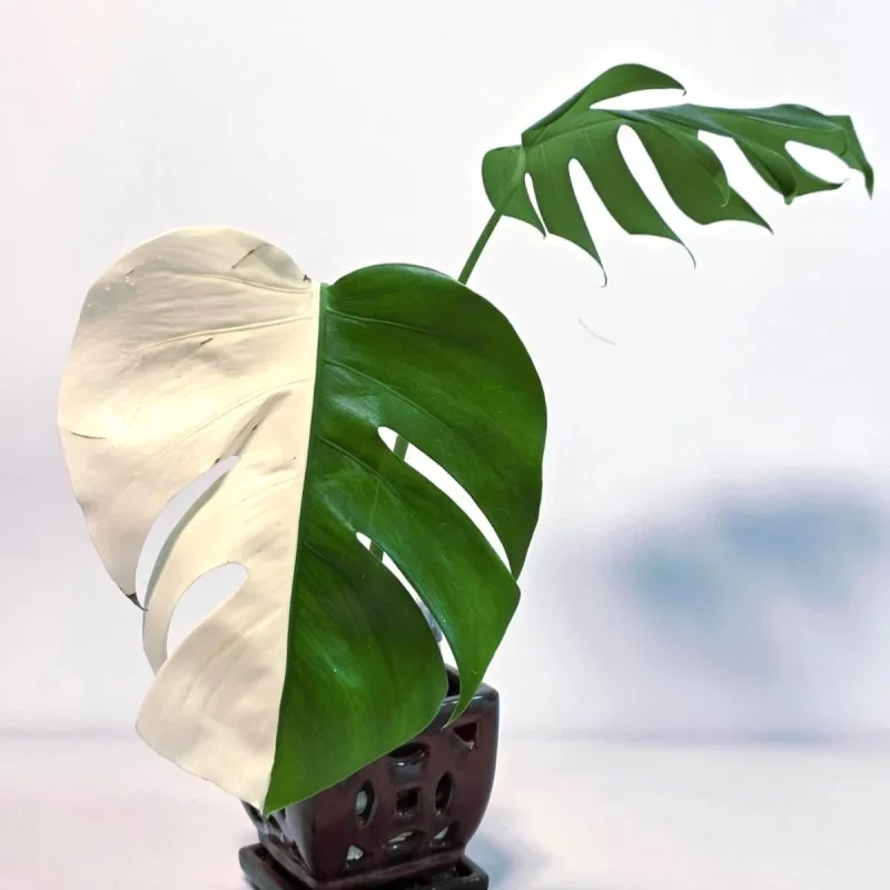 Rare Variegated Monstera Albo Live Plant - White Houseplant