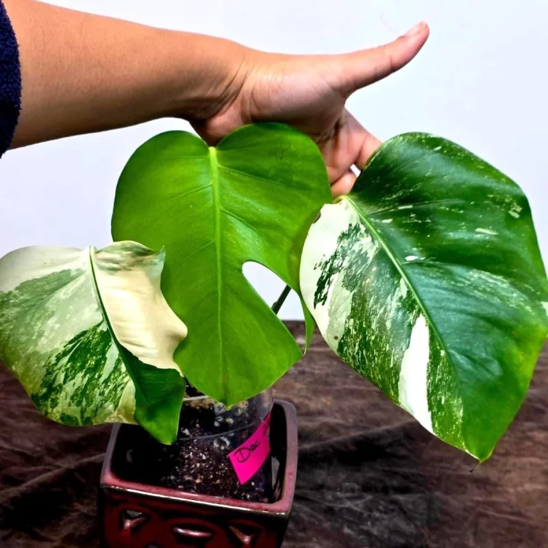 Variegated Monstera Albo Plant - Rare Indoor Houseplant