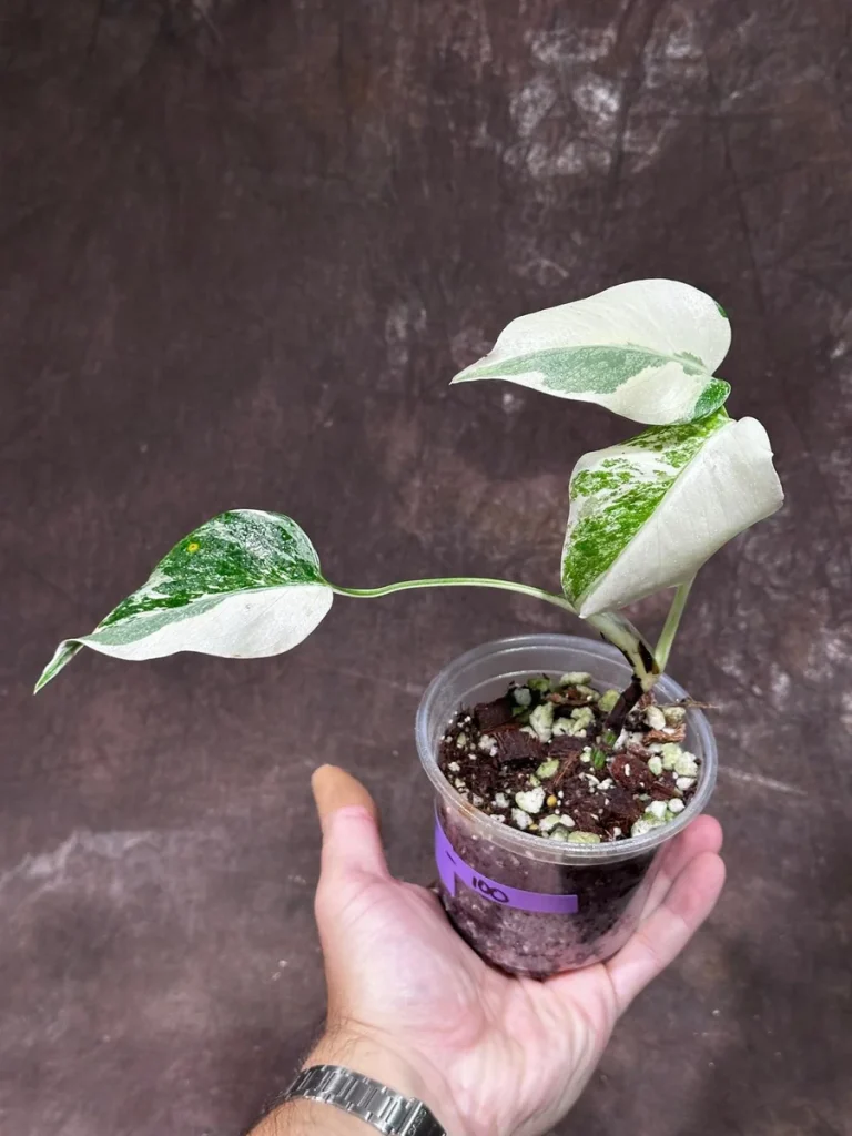 Variegated Monstera Albo Plant - Rare Indoor Houseplant