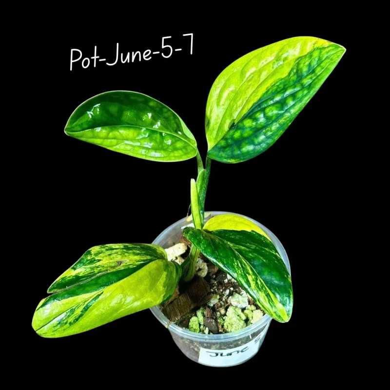Variegated Monstera Peru Live Plant - Rare Aroid Houseplant