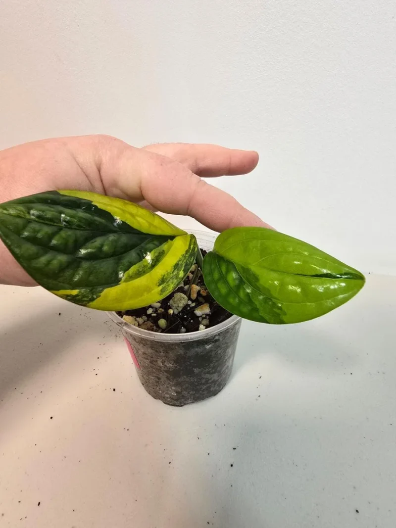 Variegated Monstera Peru - Rare Indoor Houseplant Collector Plant