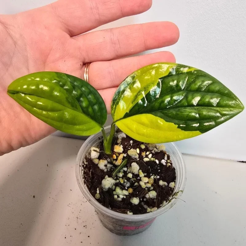 Variegated Monstera Peru - Rare Indoor Houseplant Collector Plant