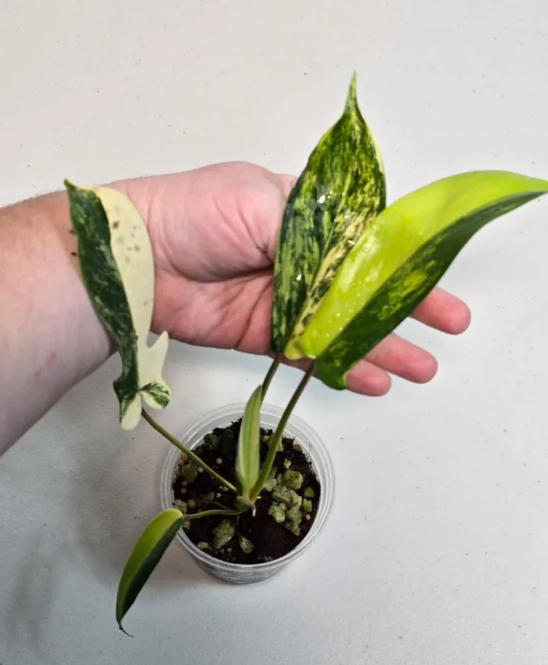 Variegated Philodendron Florida Beauty Live Plant