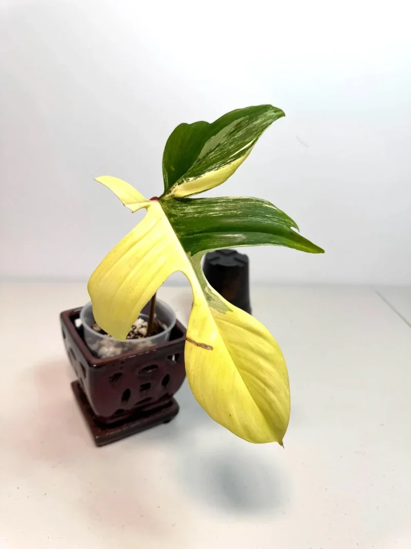 Variegated Philodendron Florida Beauty Live Plant - Rare Indoor