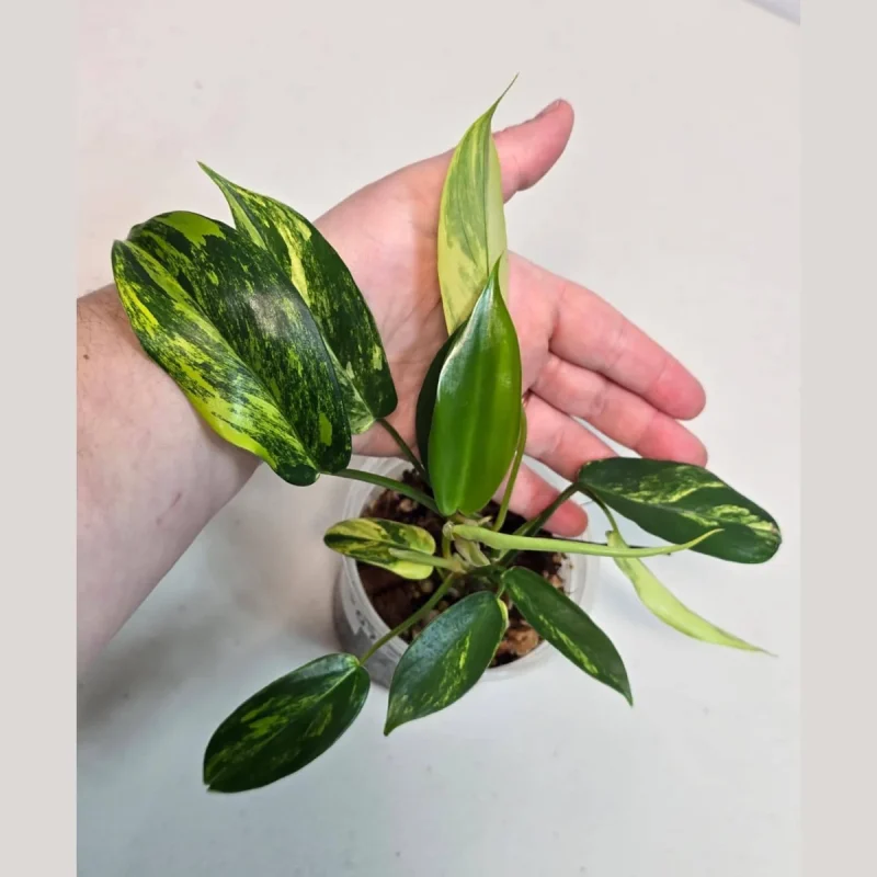 Variegated Philodendron Florida Beauty Live Plant