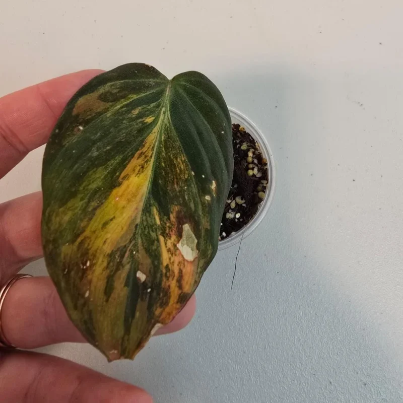 Variegated Philodendron Mican Aurea - Rare Live Plant