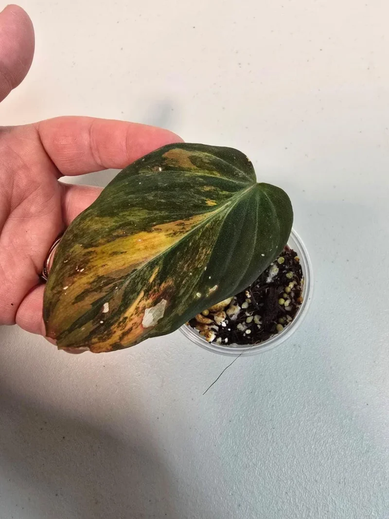 Variegated Philodendron Mican Aurea - Rare Live Plant