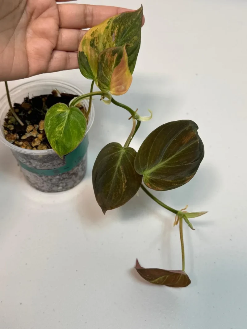 Variegated Philodendron Mican Aurea - Rare Live Plant