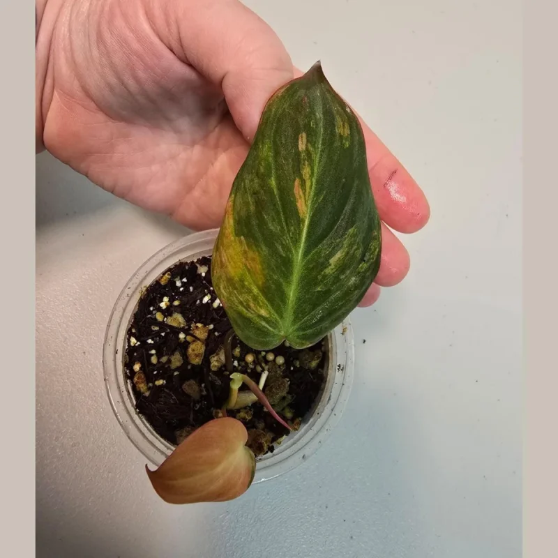 Variegated Philodendron Mican Aurea Live Plant - Rare Houseplant