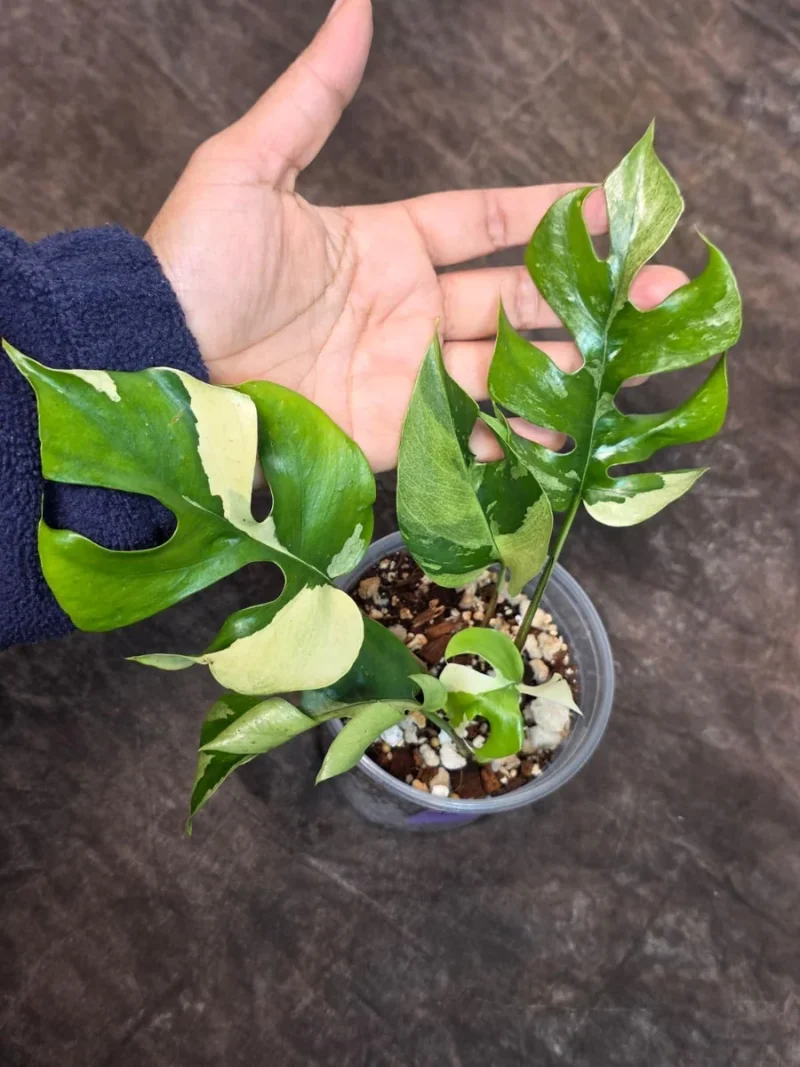 Variegated Rhaphidophora Tetrasperma Albo Live Plant - Mini Monstera
