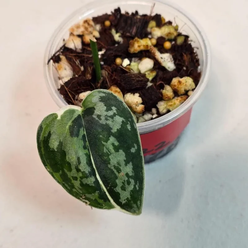Variegated Scindapsus Mayari Live Plant - Rare Indoor Plant