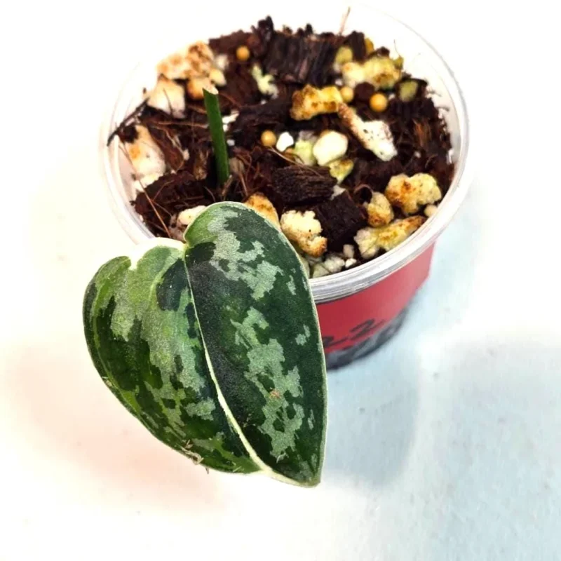 Variegated Scindapsus Mayari Live Plant - Rare Indoor Foliage