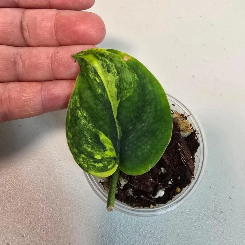 Variegated Scindapsus Pictus 'Jade Satin' Live Plant