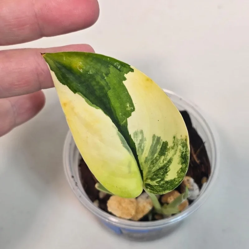 Variegated Scindapsus Pictus Jade Satin - Live Plant
