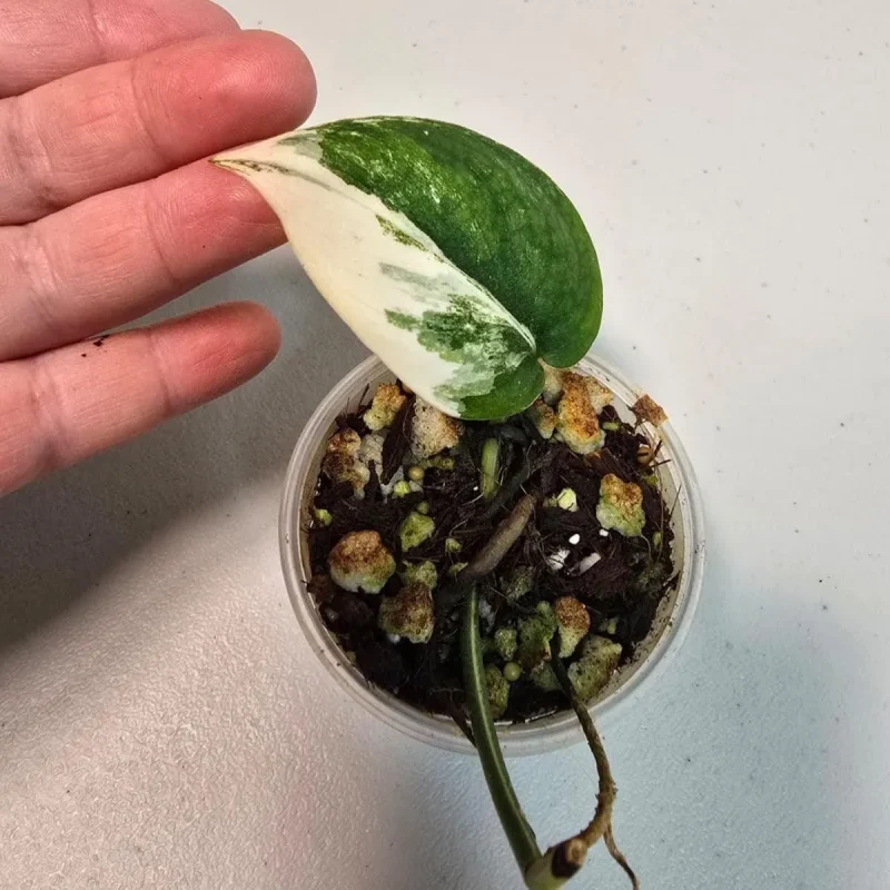 Variegated Scindapsus Pictus 'Jade Satin' Live Plant