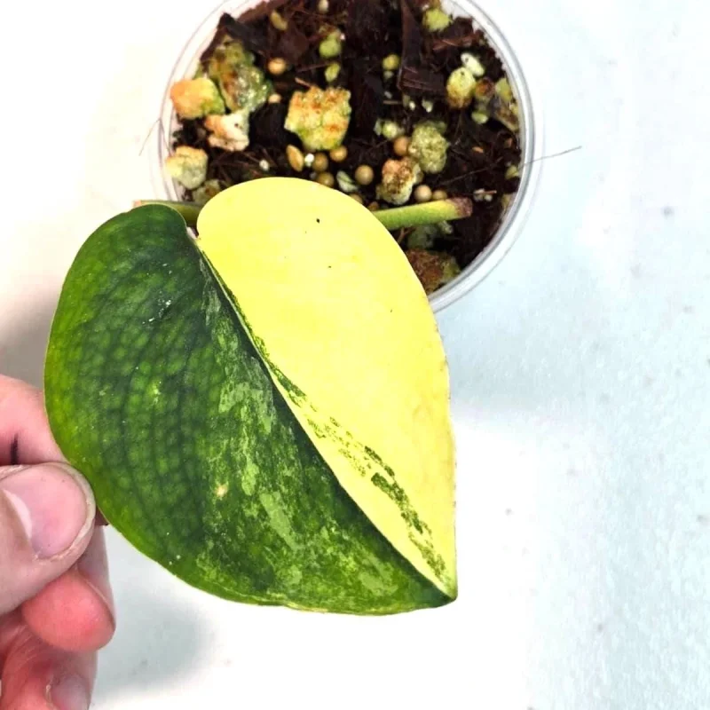 Variegated Scindapsus Pictus Jade Satin - Rare Live Plant