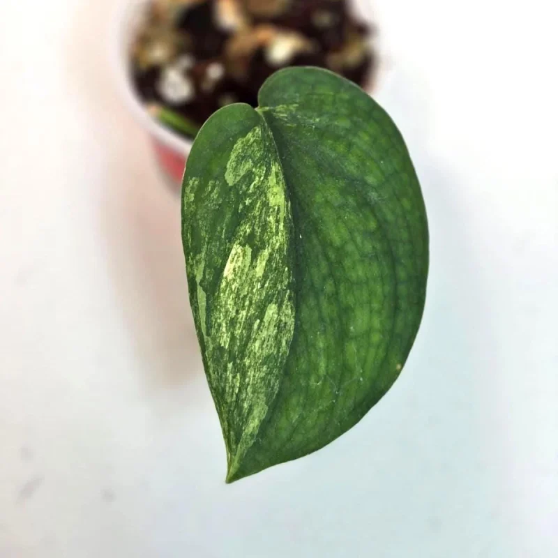 Variegated Scindapsus Pictus 'Jade Satin' Live Plant