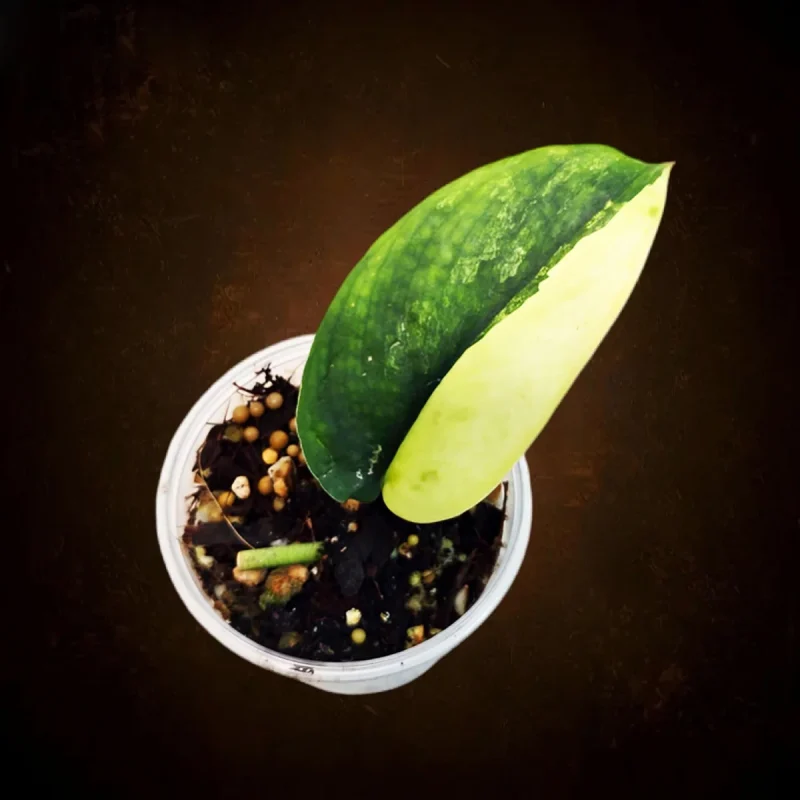 Variegated Scindapsus Pictus 'Jade Satin' Live Plant