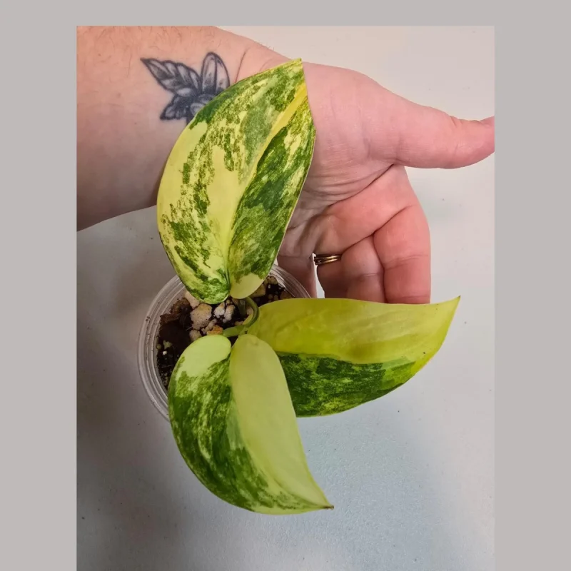 Variegated Scindapsus Pictus Jade Satin - Rare Live Plant