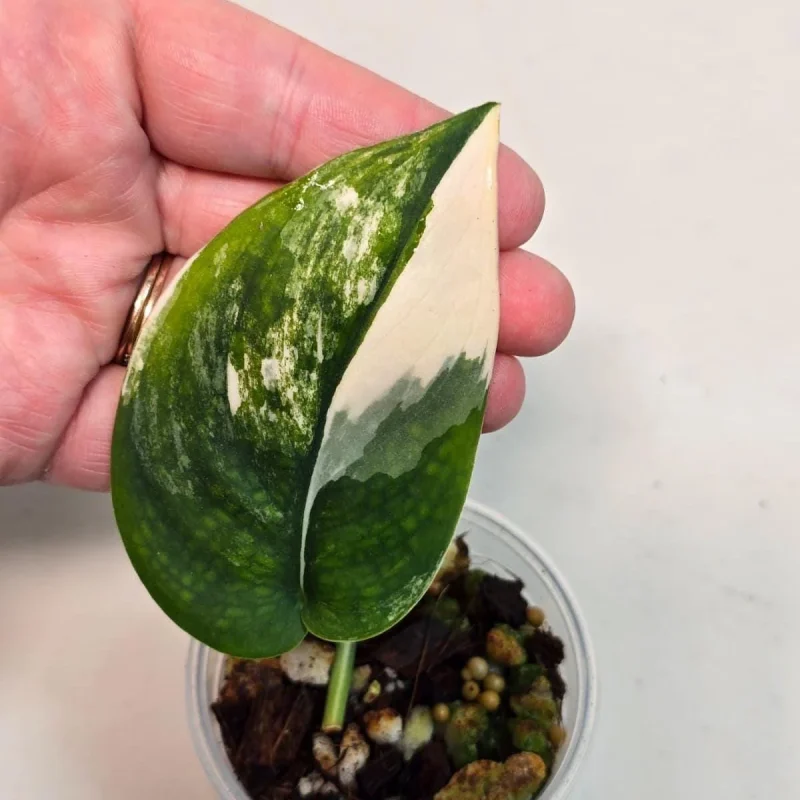Variegated Scindapsus Pictus Jade Satin - Live Houseplant
