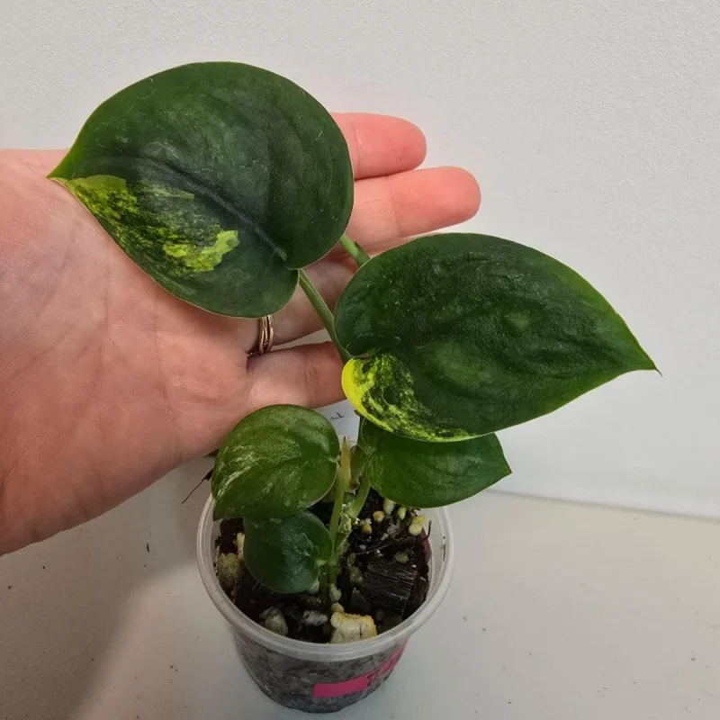 Variegated Scindapsus Pictus 'Jade Satin' Live Plant