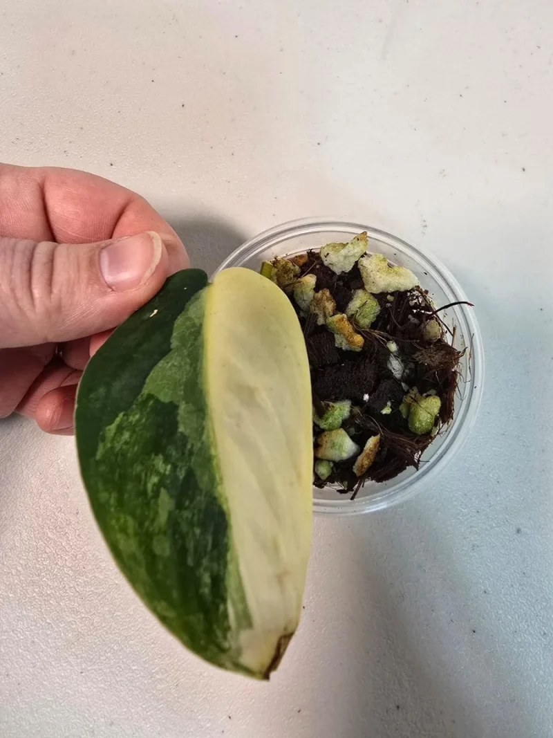 Variegated Scindapsus Pictus 'Jade Satin' Live Plant for Indoors